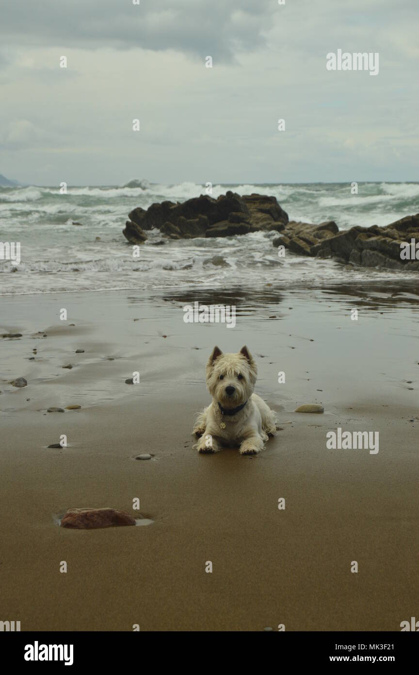 Dog Westh Highland White Terrier Enjoying A Day Of Beach With ...