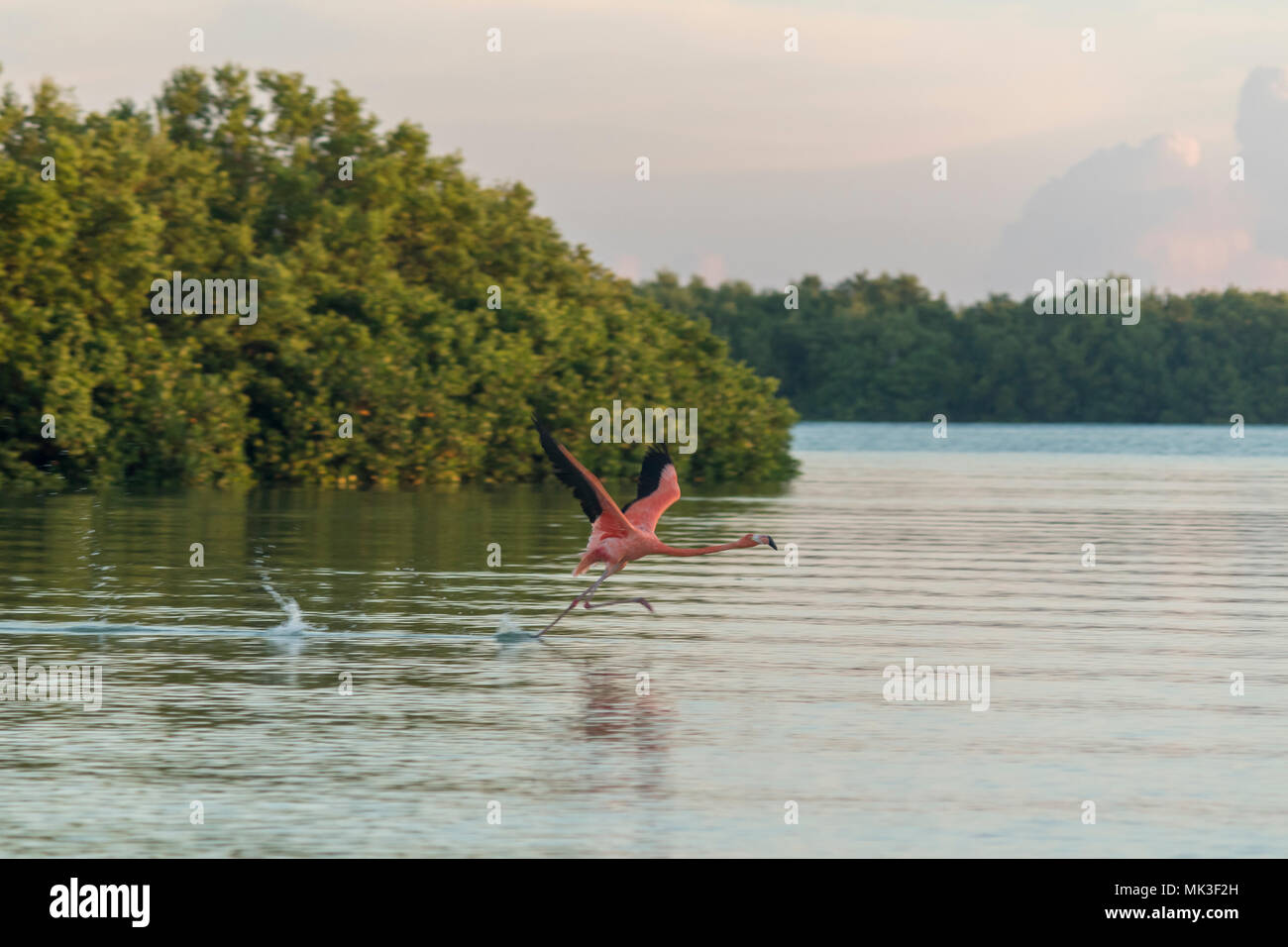 Flamingo Take Off High Resolution Stock Photography and Images - Alamy