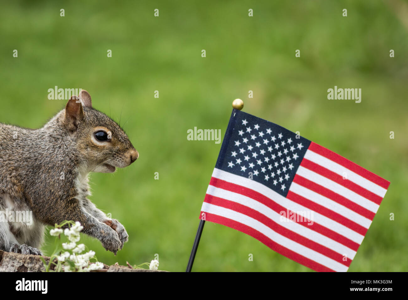 Eastern Gray Squirrel (Sciurus carolinensis) stands near American flag ...
