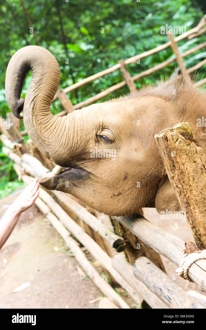 Elephants in jungle eat tropical hi-res stock photography and images ...