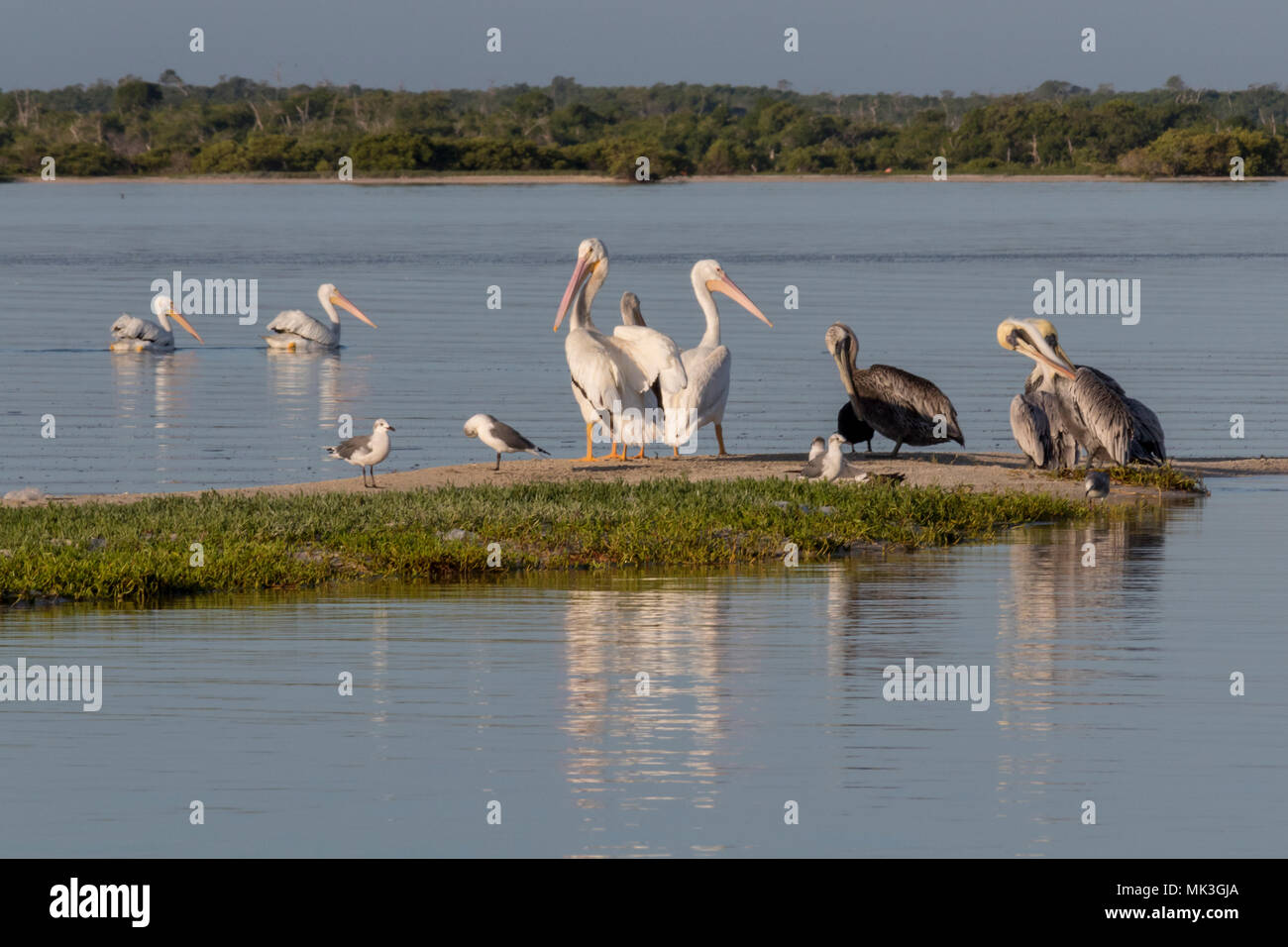 seabird diversity during migration season in Mexico. White and Brown ...