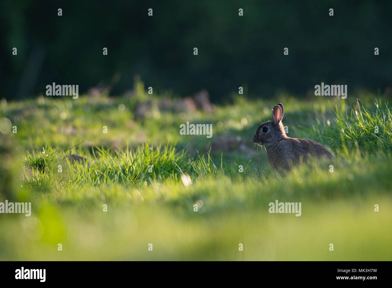 A Rabbit (Oryctolagus cuniculus) at farm field edge, East Sussex, UK ...