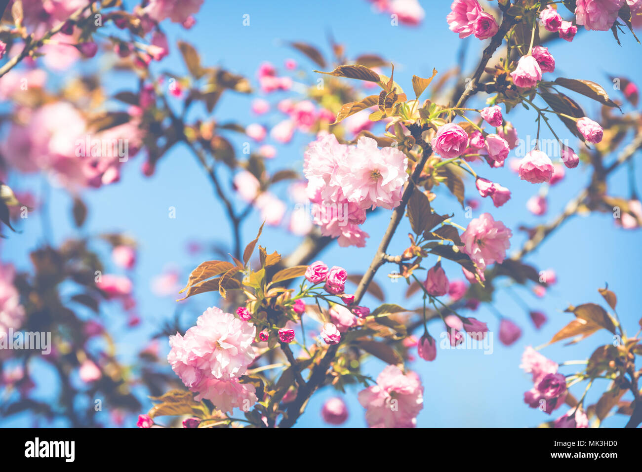Blossom tree over nature background. Spring flowers. Spring Background ...