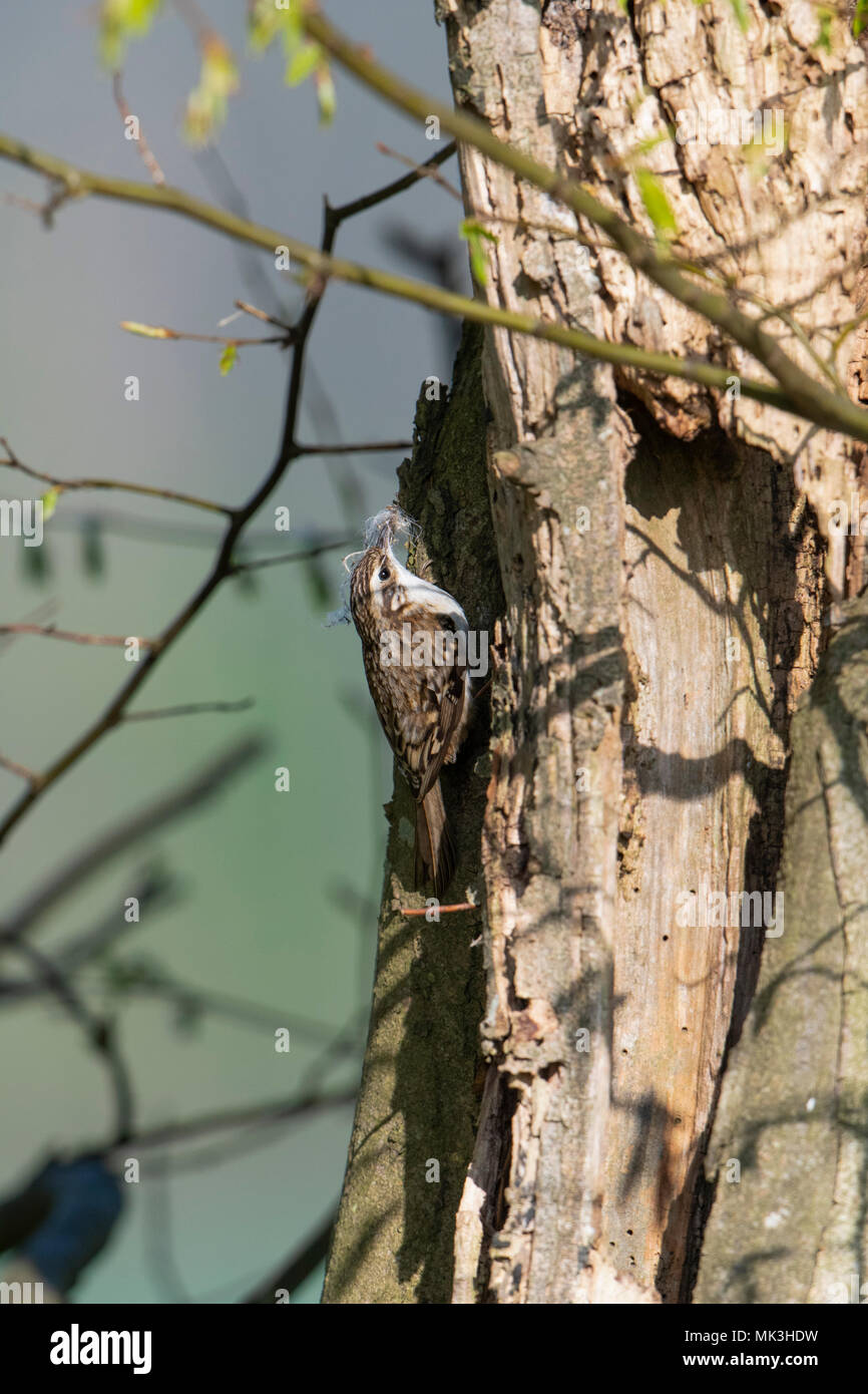 A Eurasian Treecreeper (Certhia familiaris) taking nesting material ...