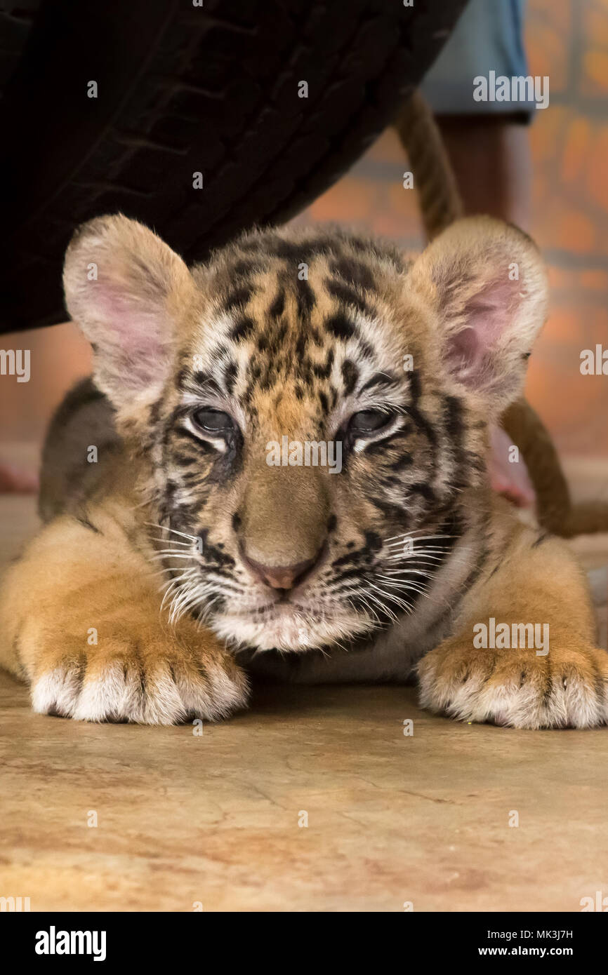 Baby bengal tiger cub portrait hi-res stock photography and images - Alamy