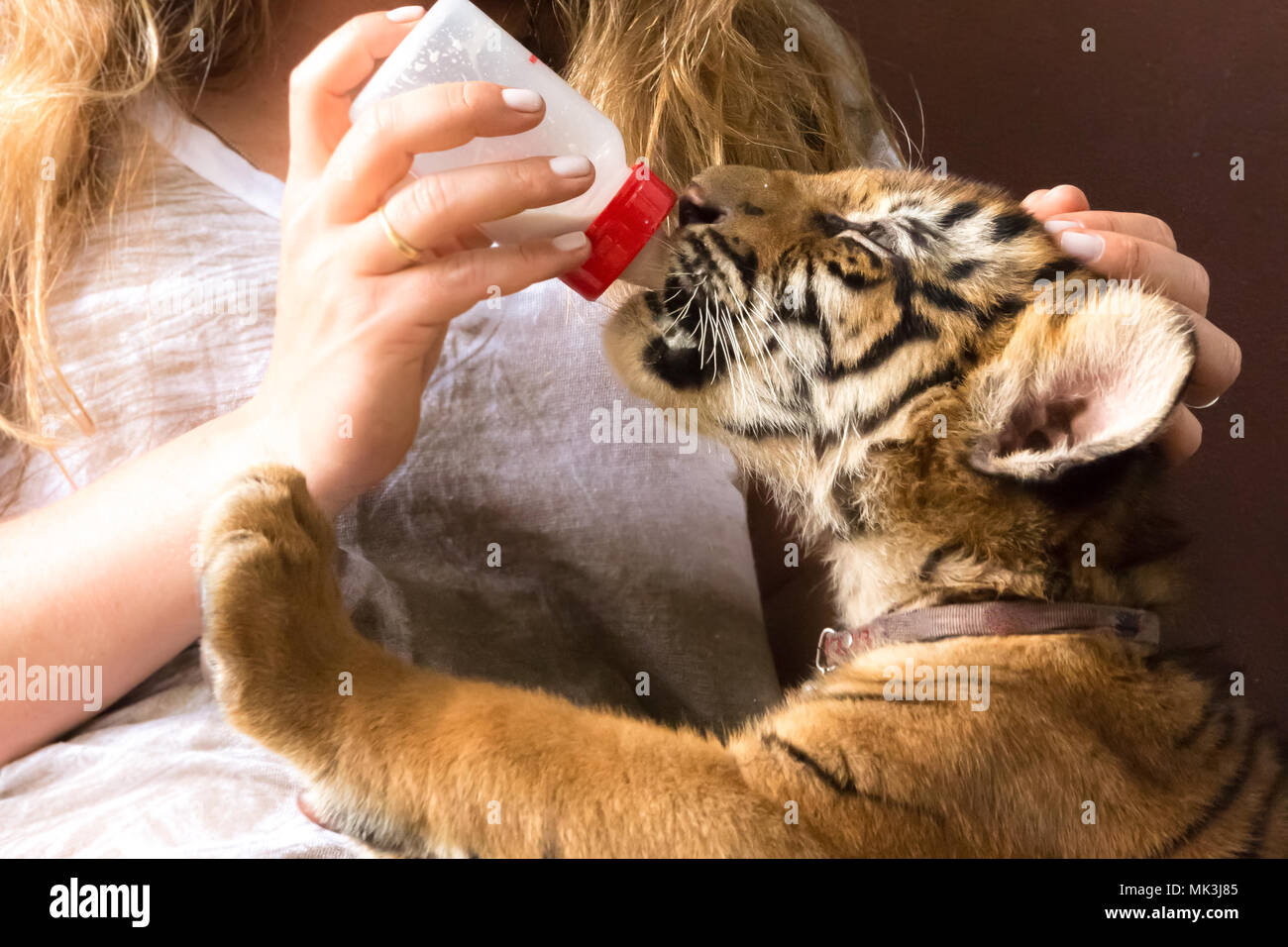 Hungry baby tiger hi-res stock photography and images - Alamy