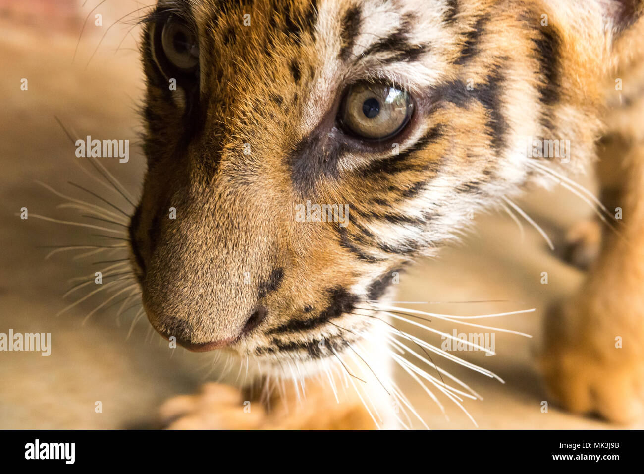 Picture bengal cat hi-res stock photography and images - Alamy