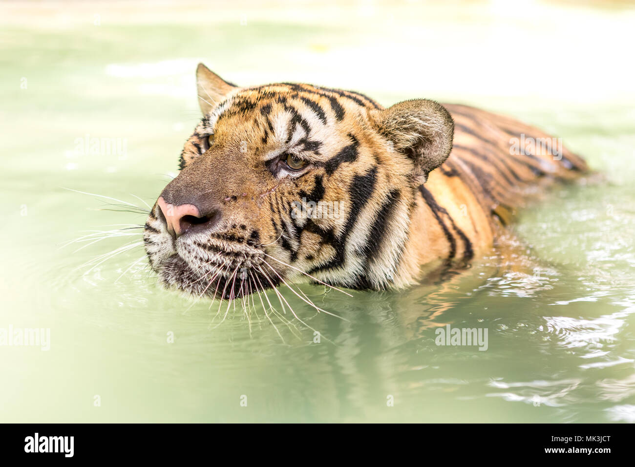 Bengal tiger, an incredible animal of nature. Asia Stock Photo - Alamy