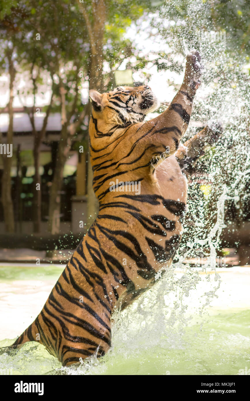 Bengal tiger, an incredible animal of nature. Asia Stock Photo - Alamy