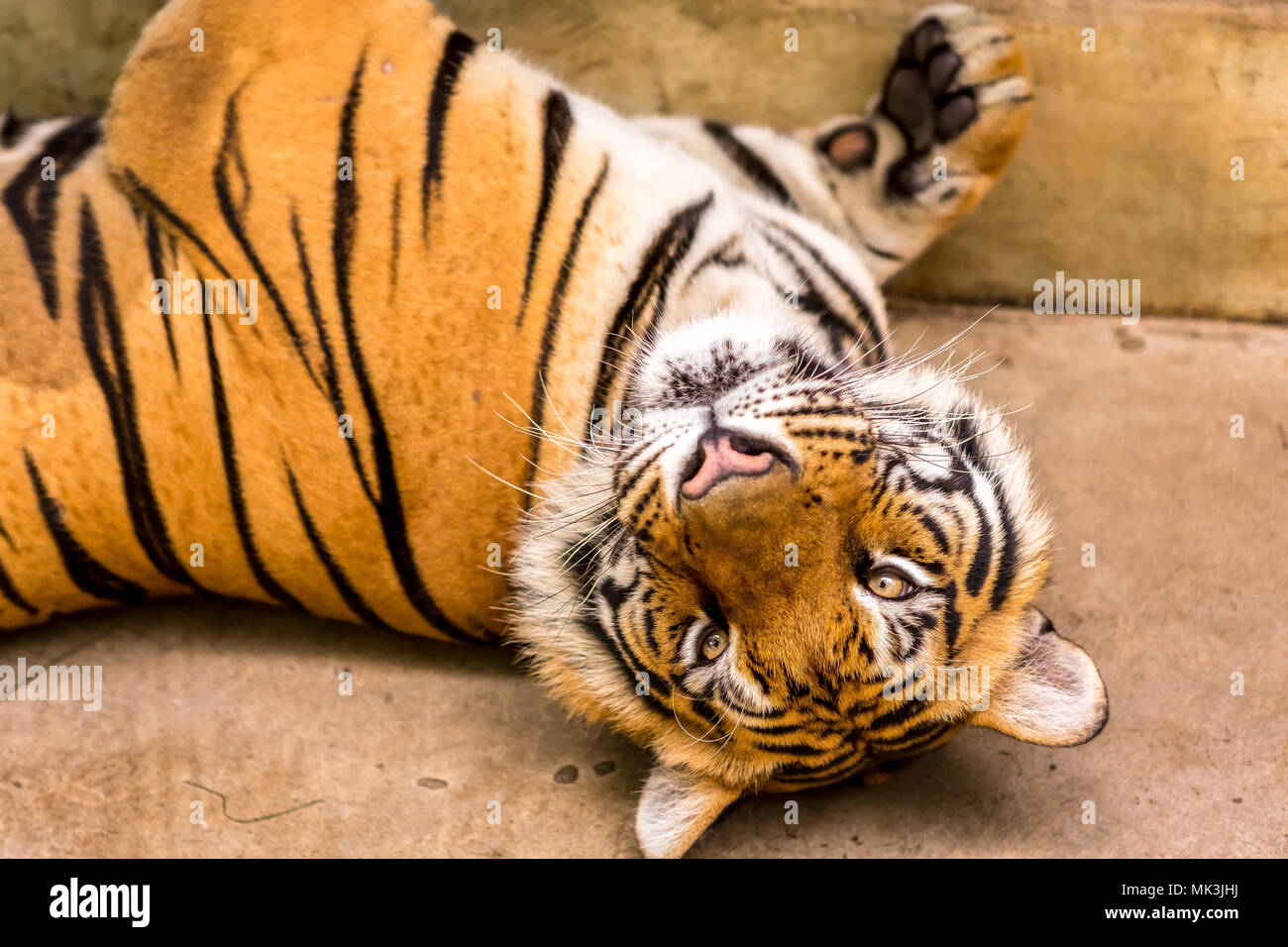 Bengal tiger, an incredible animal of nature. Asia Stock Photo - Alamy