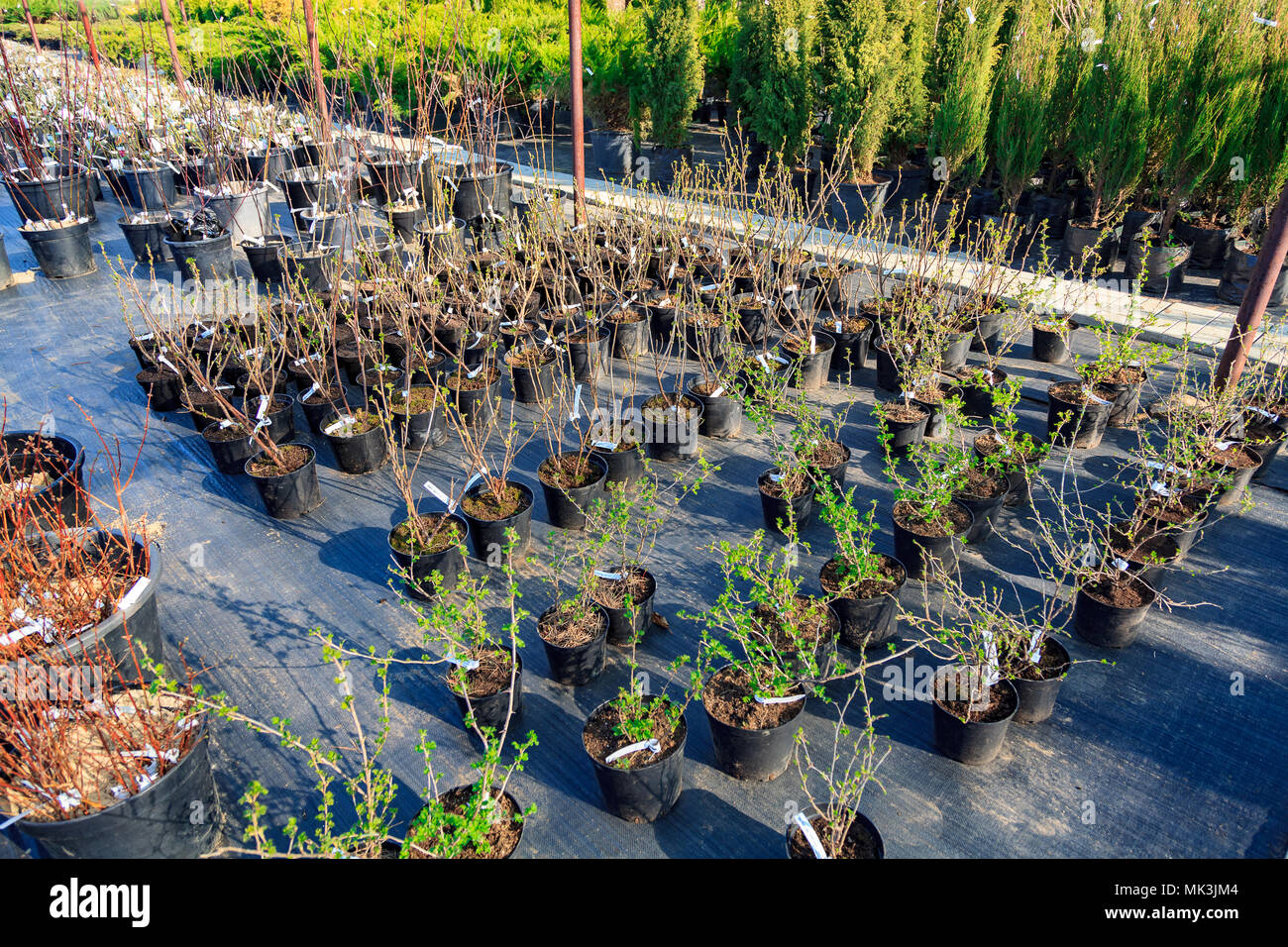 Farm of various seedlings on sell Stock Photo - Alamy