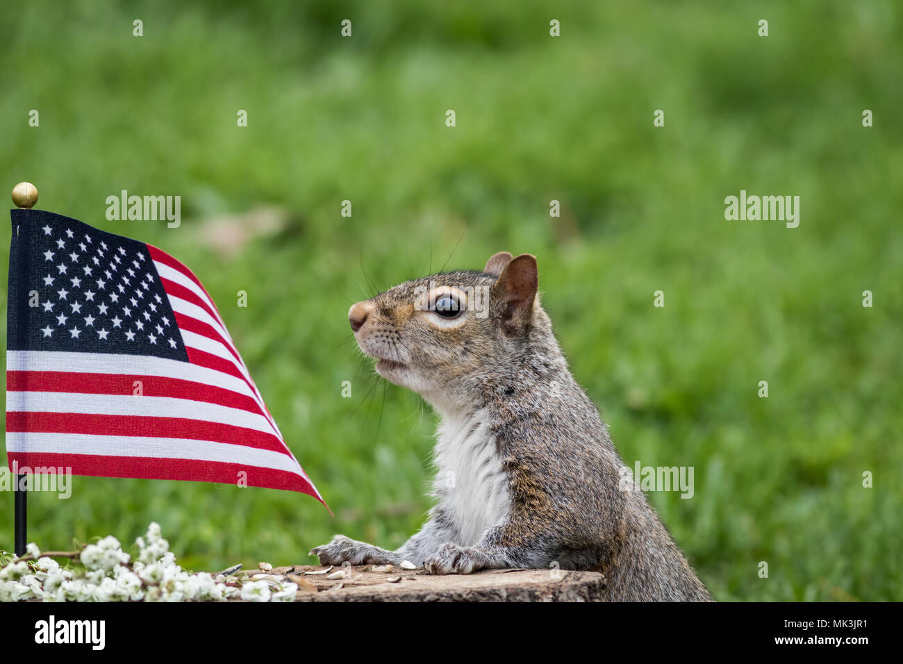 Eastern Gray Squirrel (Sciurus carolinensis) stands near American flag ...
