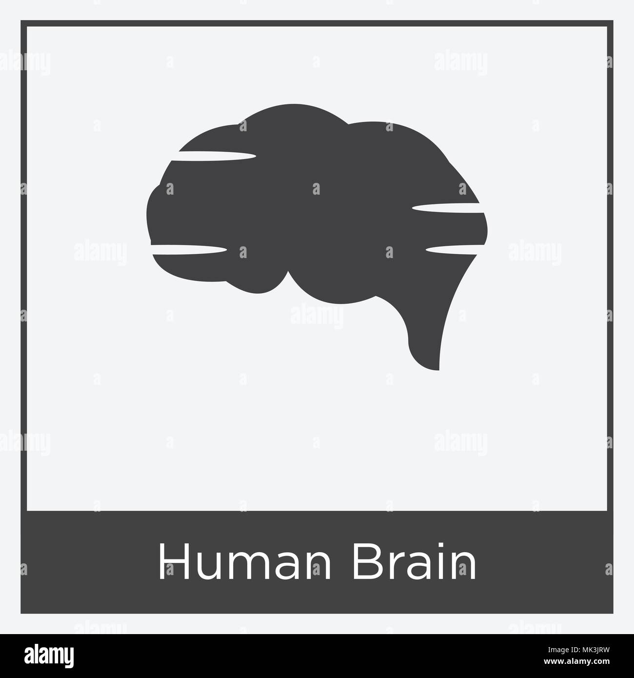 Human Brain icon isolated on white background with gray frame, sign and ...
