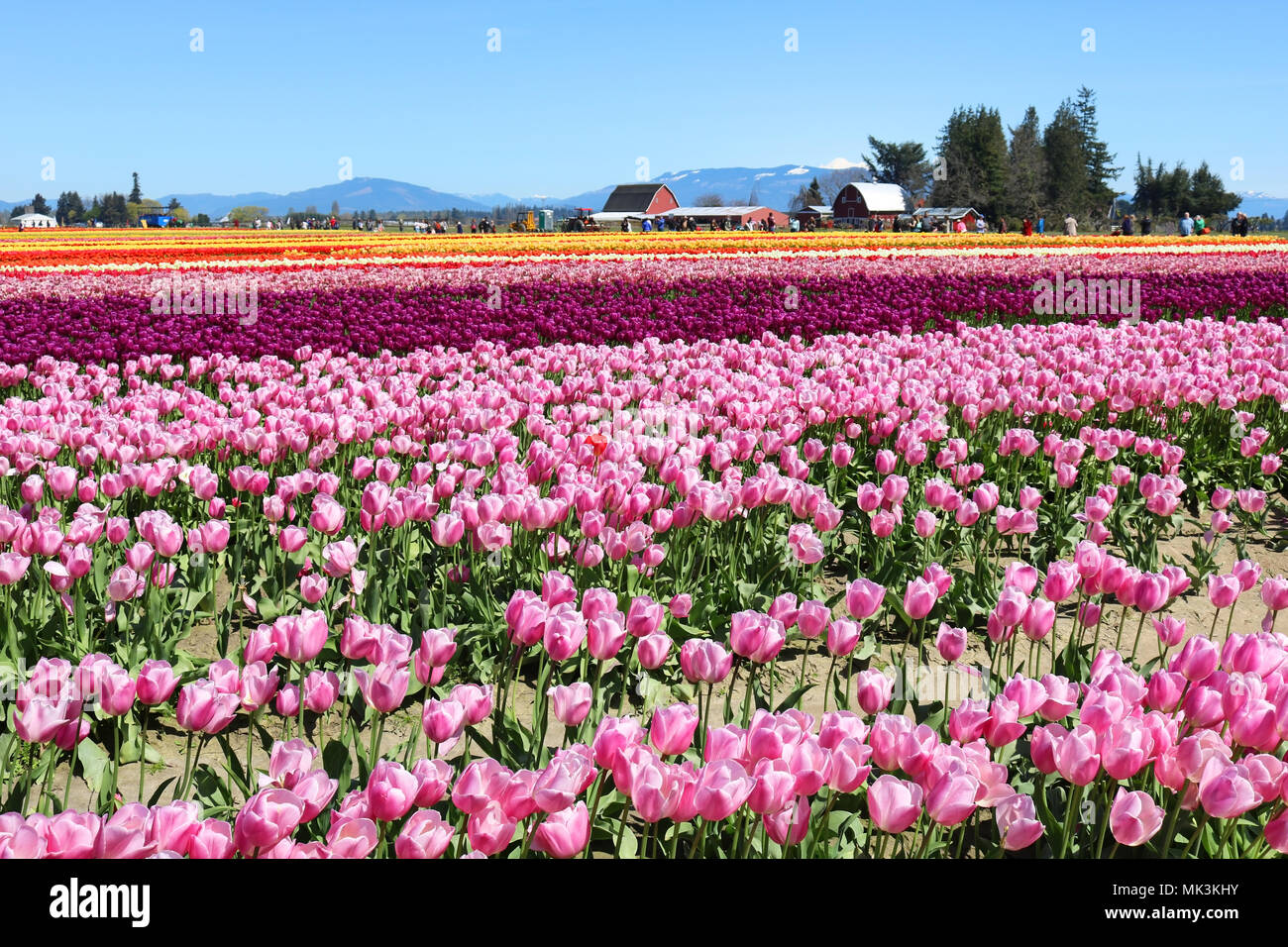 Field of tulips in rows at the Skagit Valley Tulip Festival in Mount Vernon, WA, USA. Tourist ...