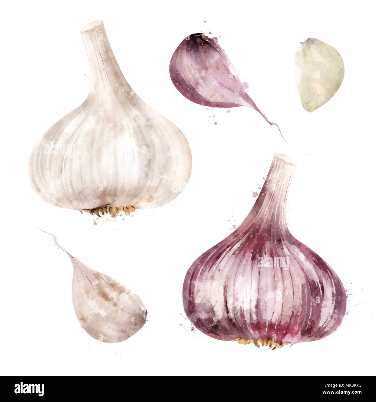 Garlic on white background. Watercolor illustration Stock Photo - Alamy