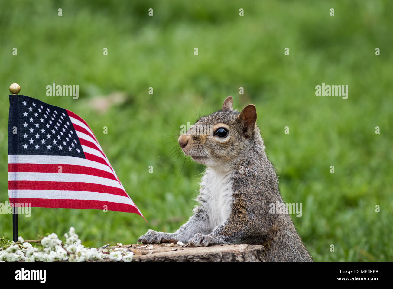 Eastern Gray Squirrel (Sciurus carolinensis) stands near American flag ...