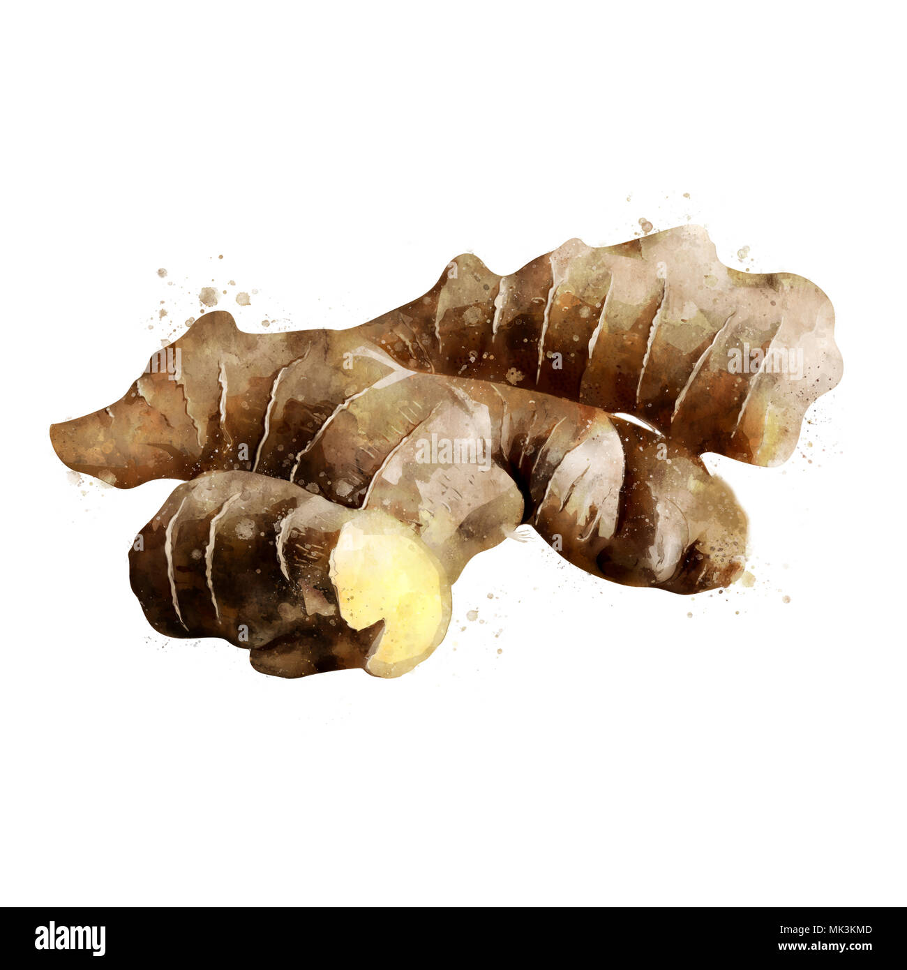 Ginger on white background. Watercolor illustration Stock Photo - Alamy