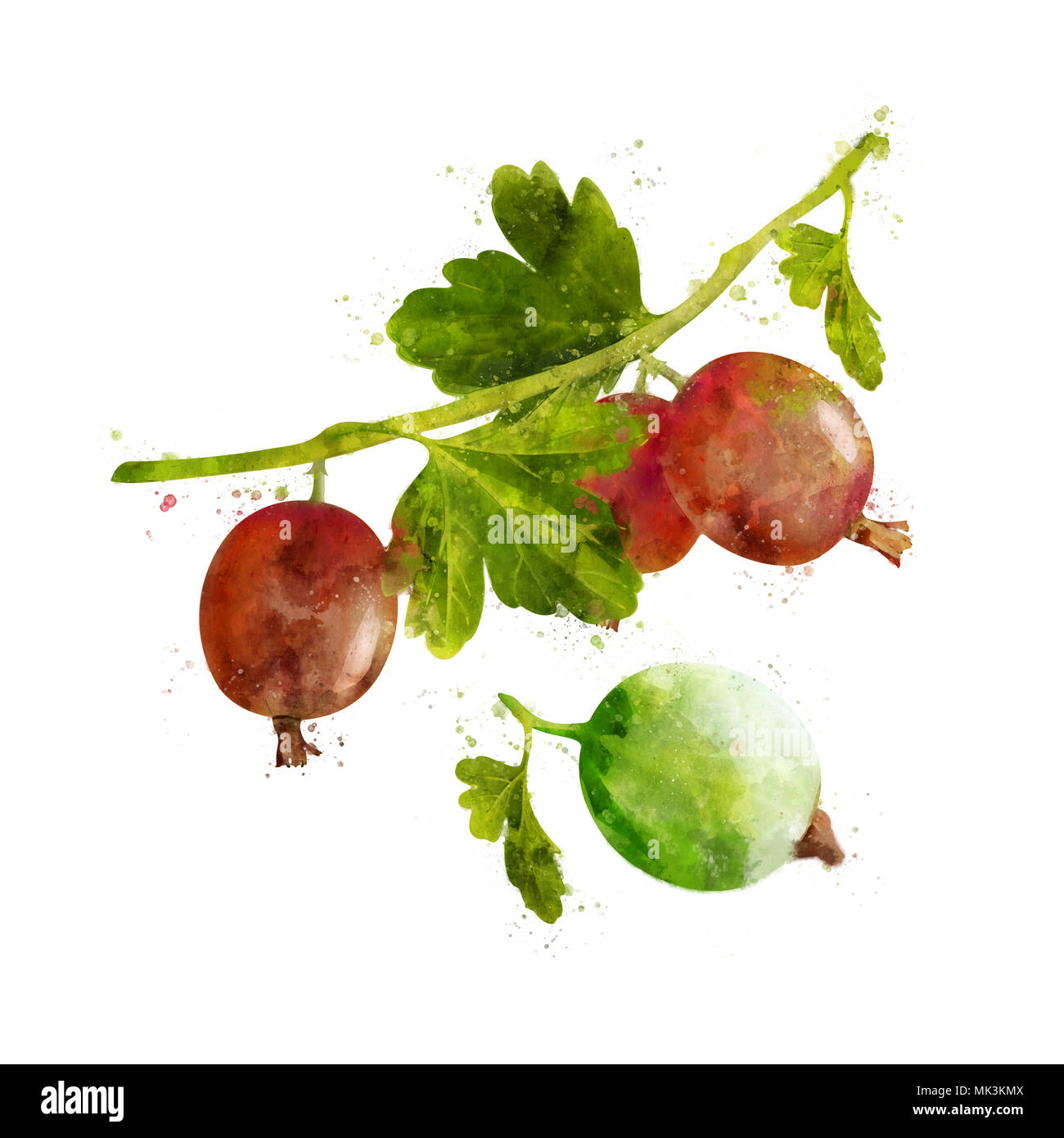 Gooseberry drawing hi-res stock photography and images - Alamy
