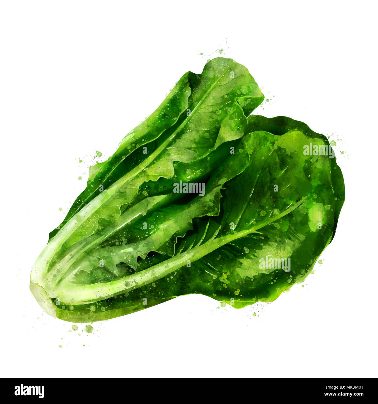 Lettuce on white background. Watercolor illustration Stock Photo - Alamy