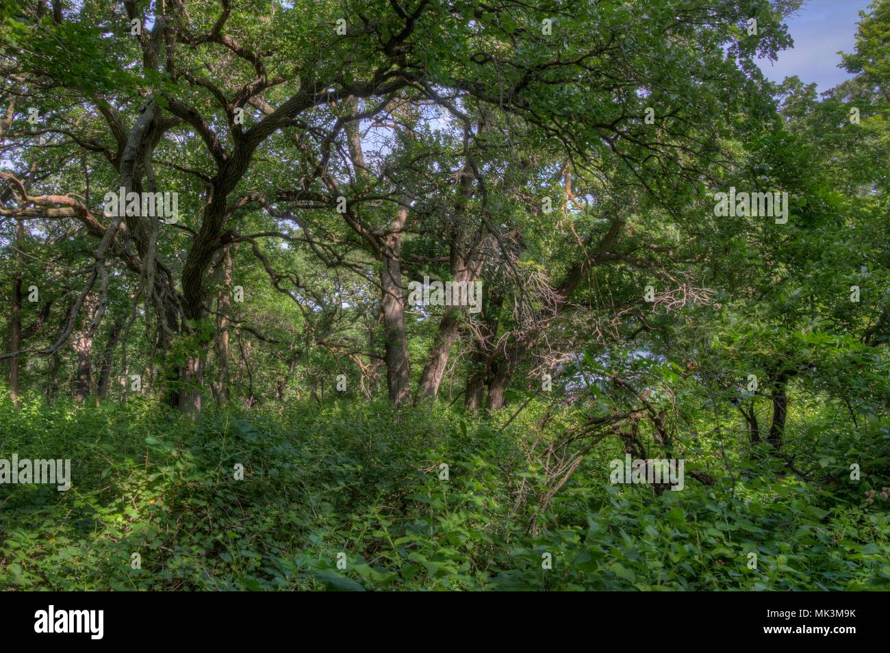 Lake Shetek is a State park in Southern Minnesota. Taken during Summer ...