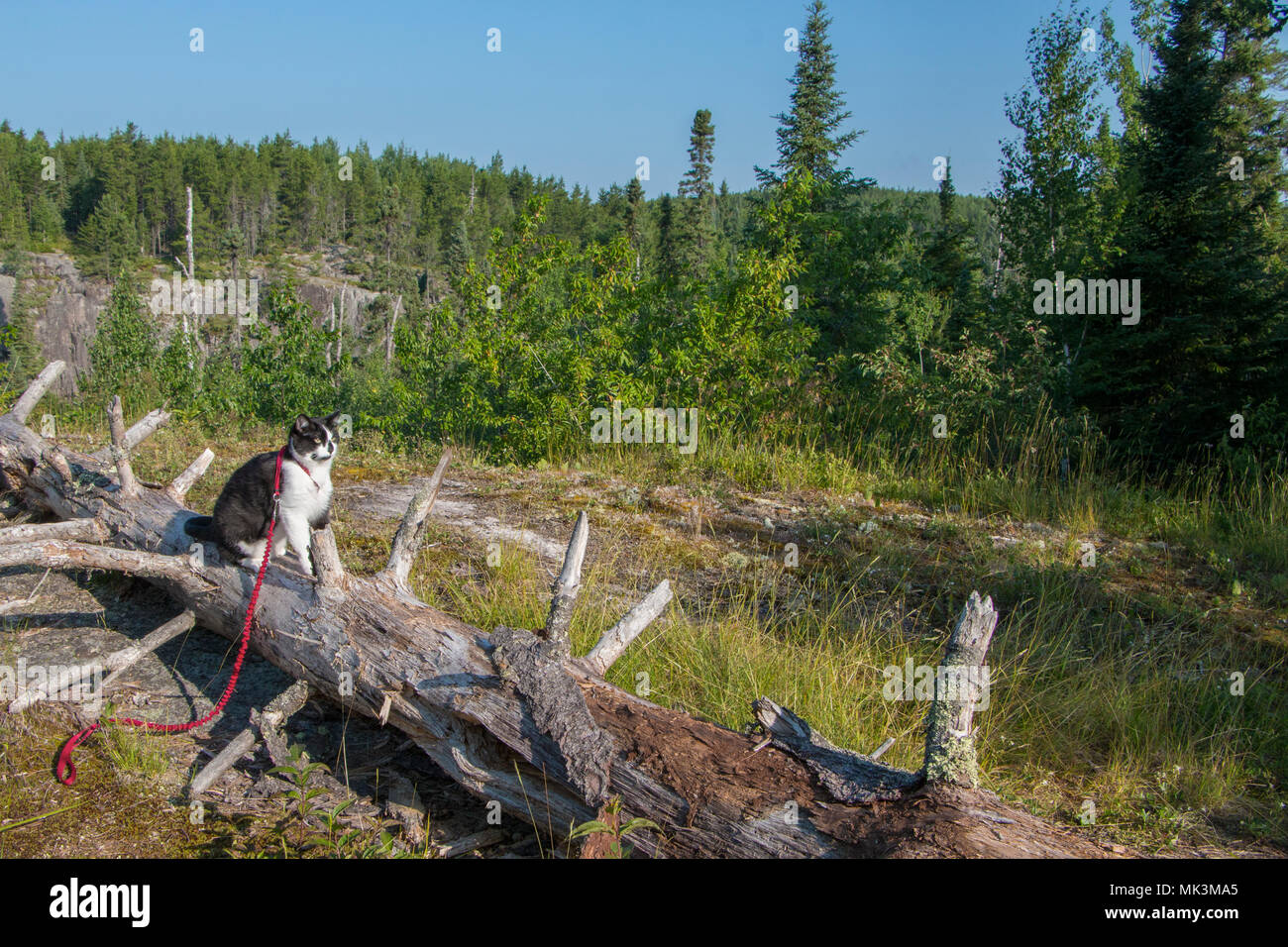 Luna the Adventure Kitty is a feline explorer who travels the midwest ...