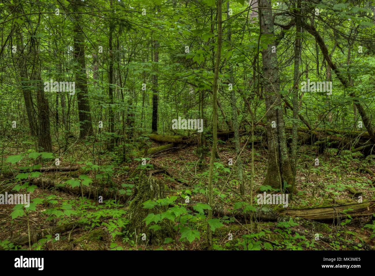 The Lost 40 in Northern Minnesota is a Nature Preserve that resulted ...