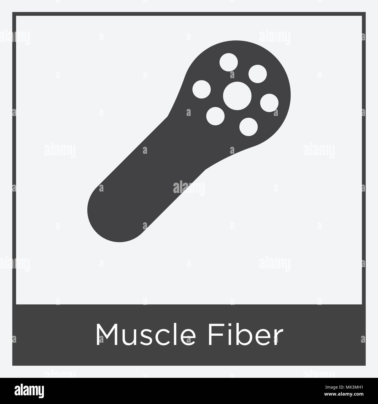 Muscle Fiber icon isolated on white background with gray frame, sign ...