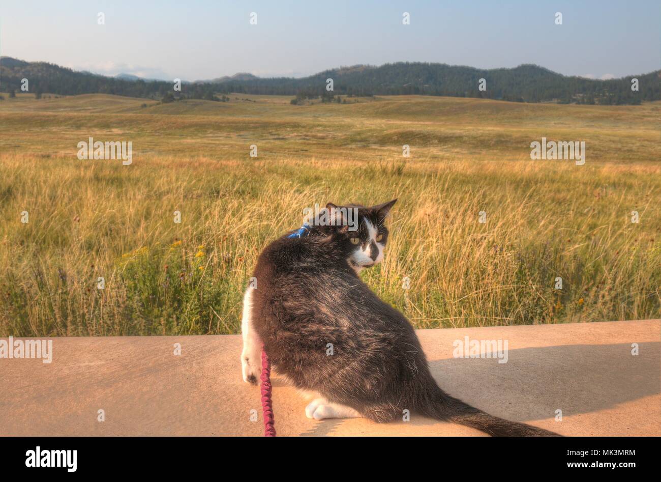Luna the Adventure Kitty is a feline explorer who travels the midwest ...