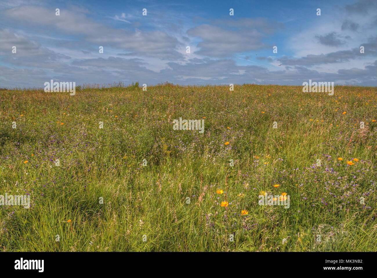 Lake Shetek is a State park in Southern Minnesota. Taken during Summer ...