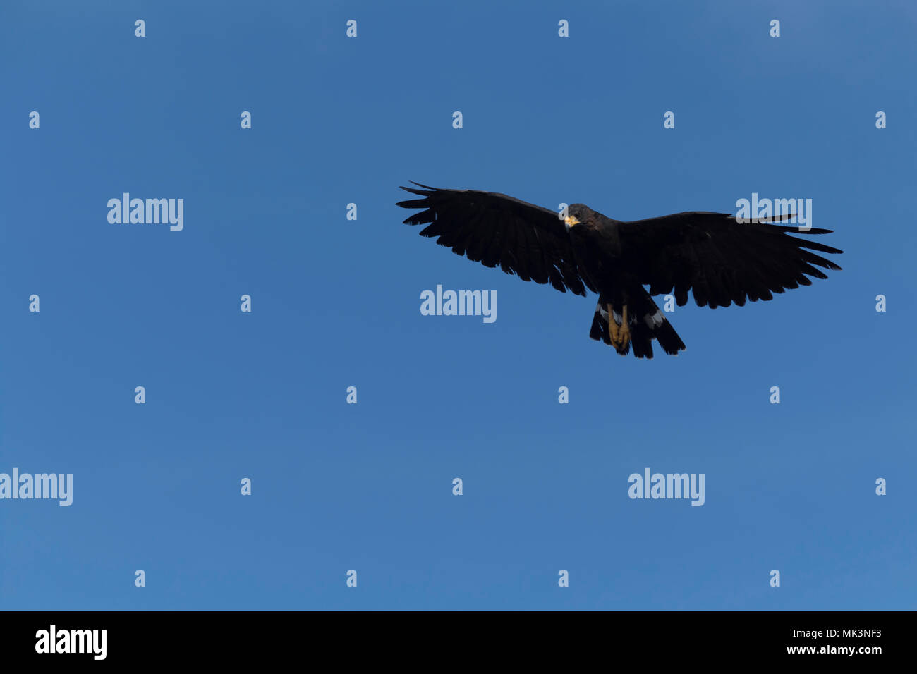 Common black hawk flies over hunting for its prey. its beautiful Black ...