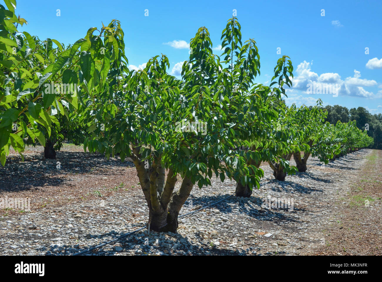 Cherry trees orchard in provence hi-res stock photography and images ...