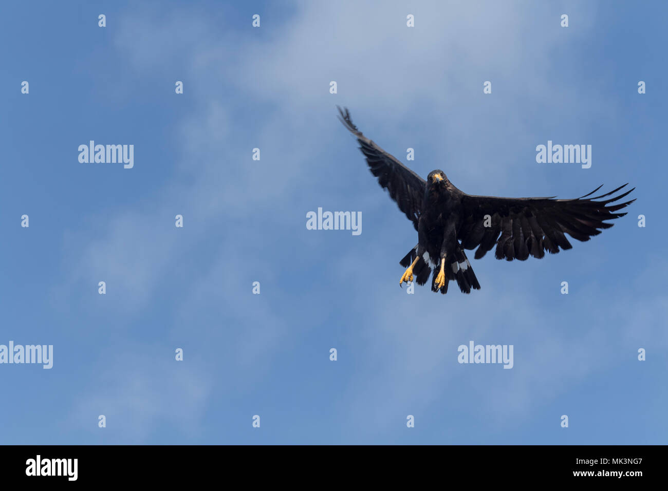 Common black hawk flies over hunting for its prey. its beautiful Black ...