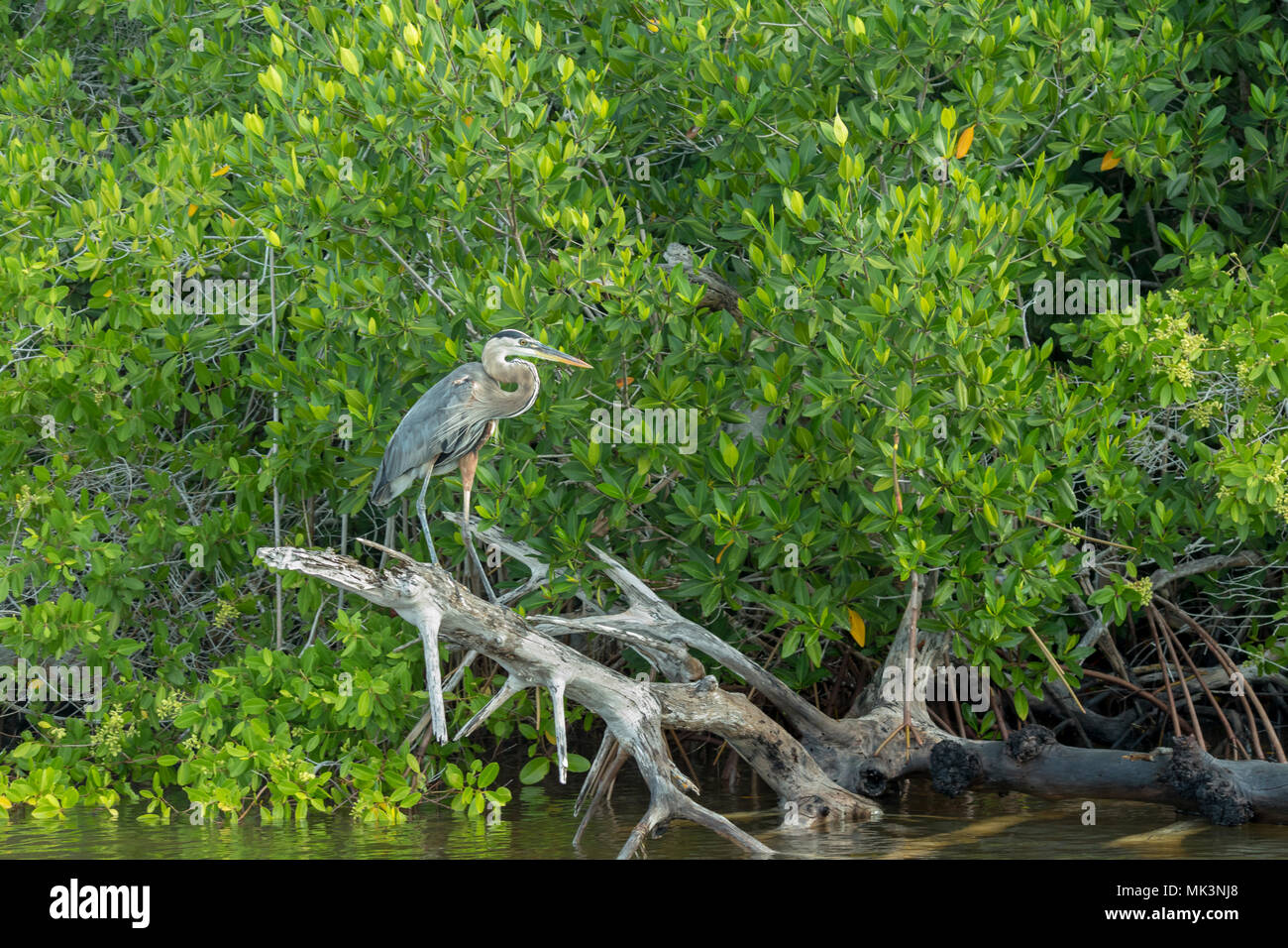 Great Blue Heron shows its elegant long legs. This wading bird lives in ...