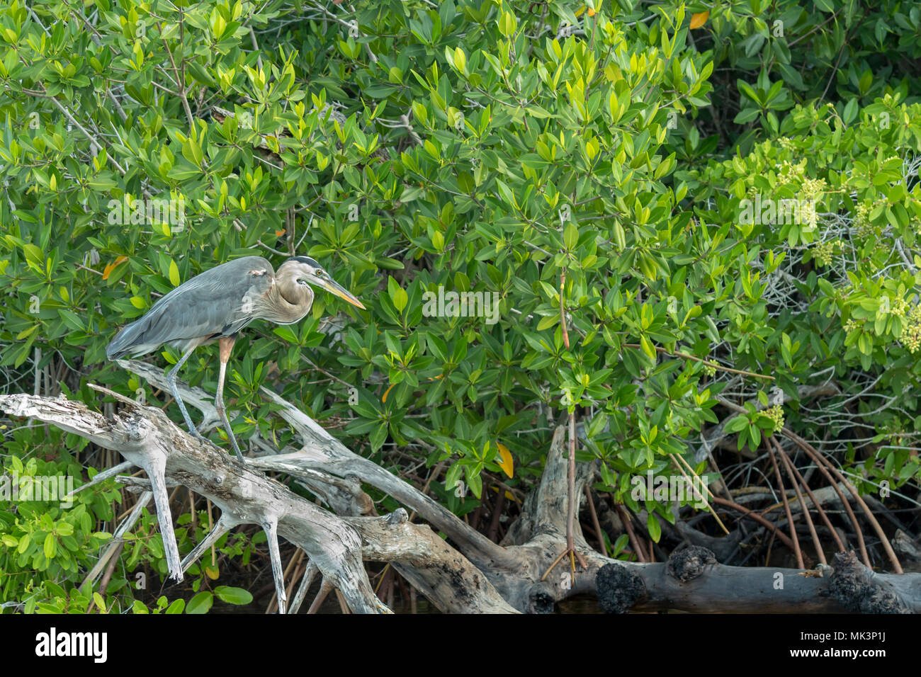 Great Blue Heron shows its elegant long legs. This wading bird lives in ...