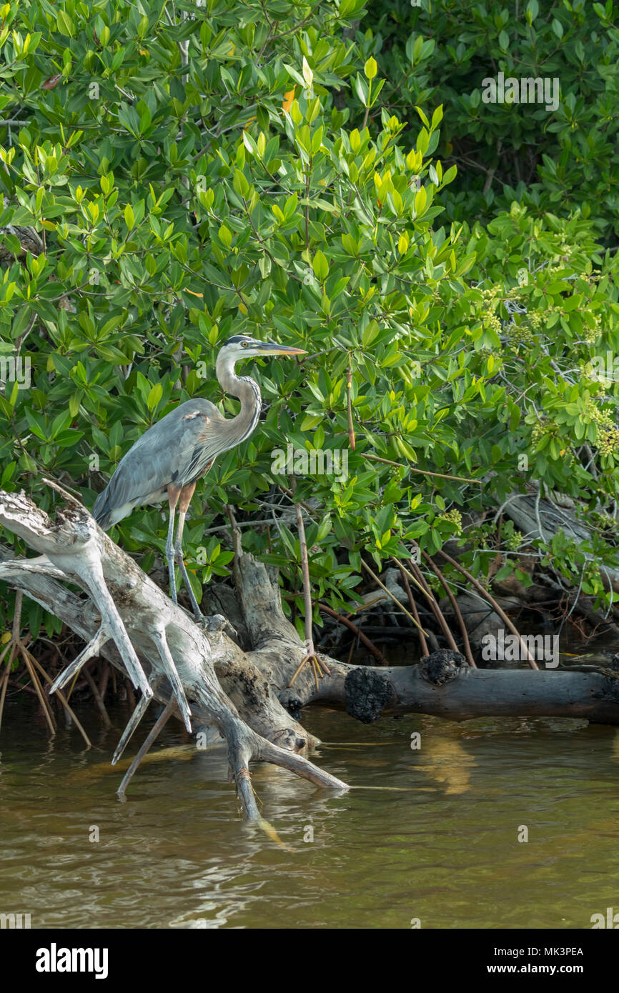 Great Blue Heron shows its elegant long legs. This wading bird lives in ...