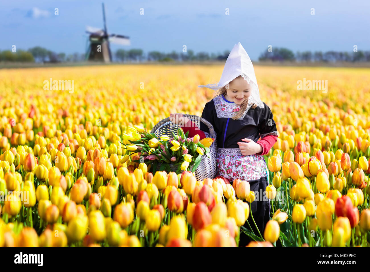 Child in tulip flower field with windmill in Holland. Little Dutch girl ...