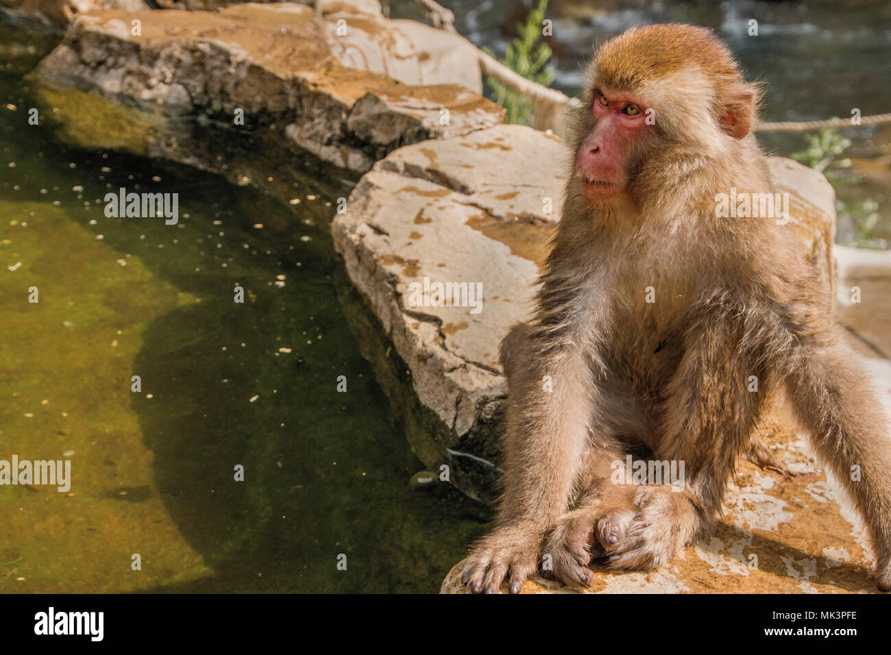 The Jigokudani Monkey Park is a great Place to see Monkeys in Japan ...