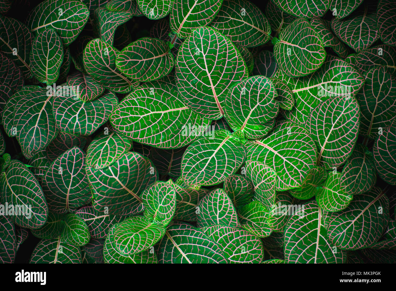 green texture background with green summer tropical leaves Stock Photo ...