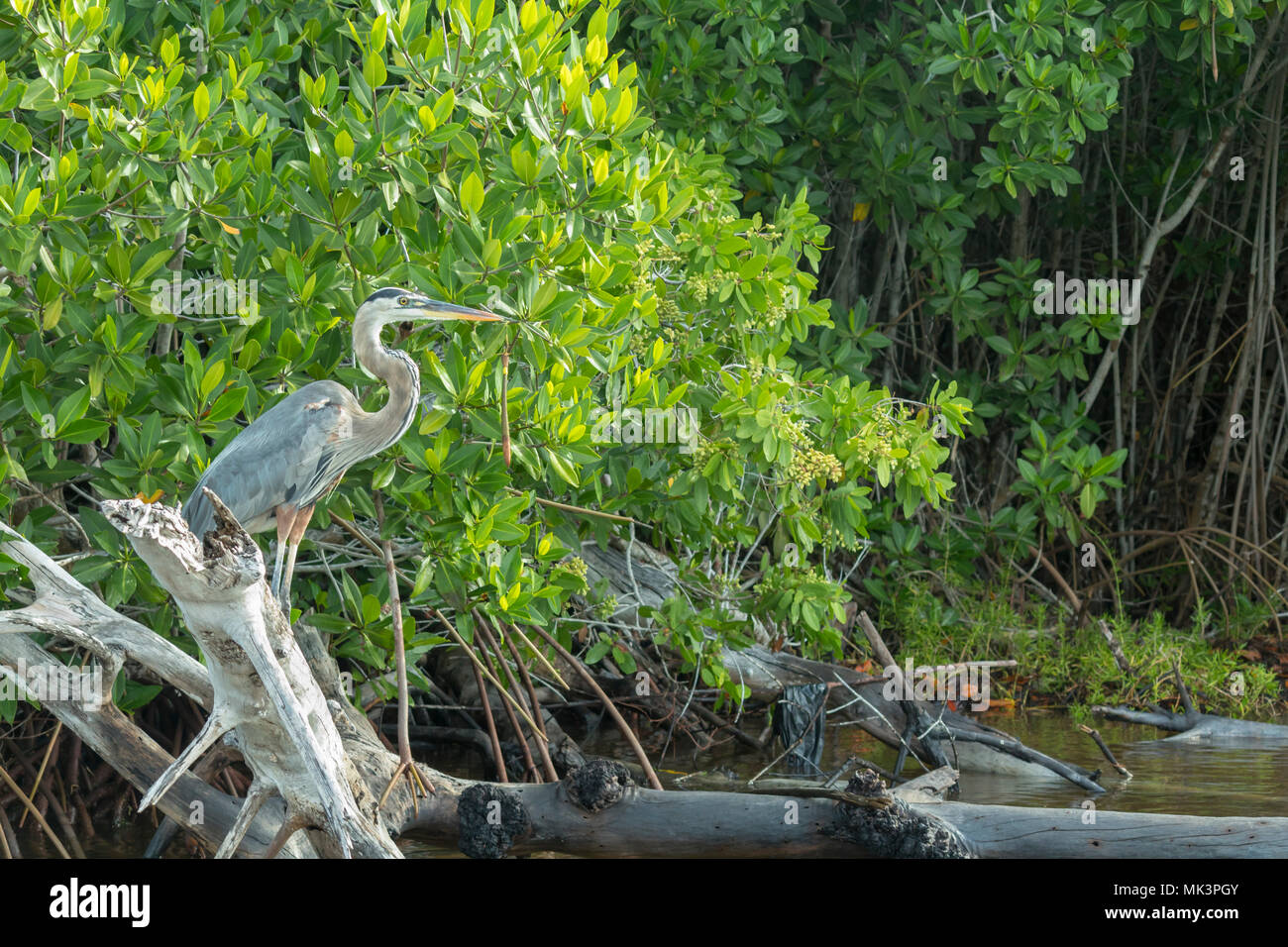 Great Blue Heron shows its elegant long legs. This wading bird lives in ...