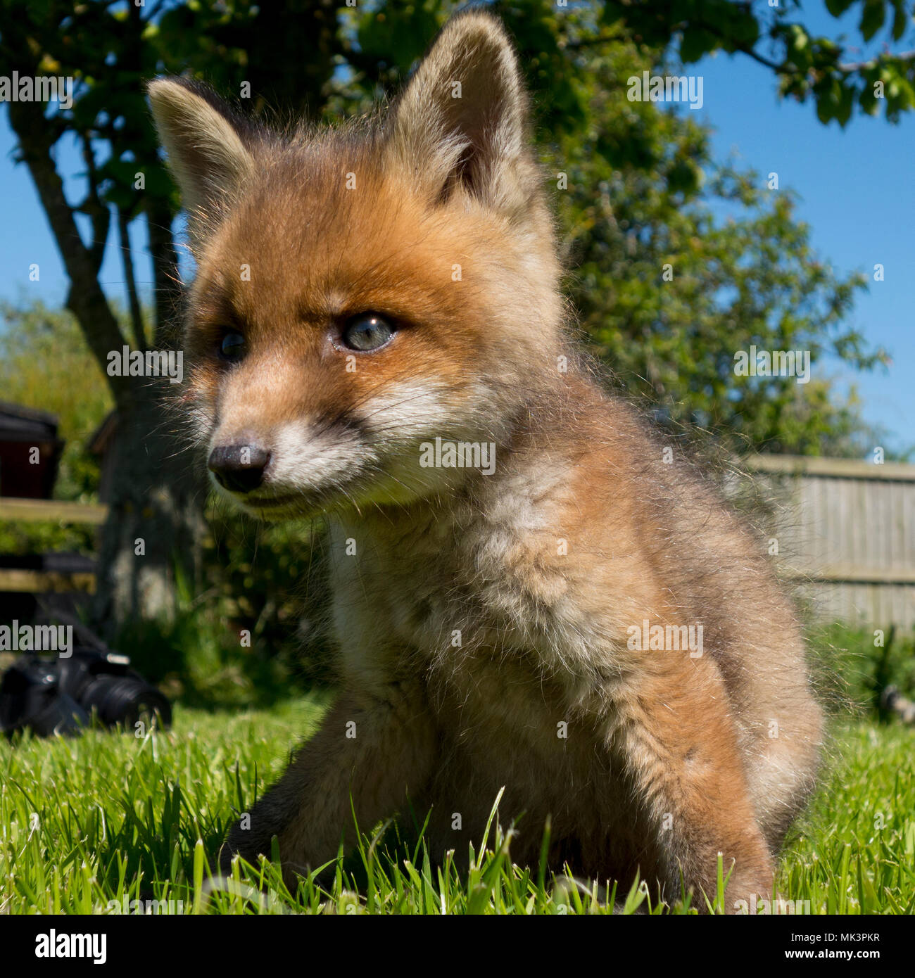 Lost cub hi-res stock photography and images - Alamy