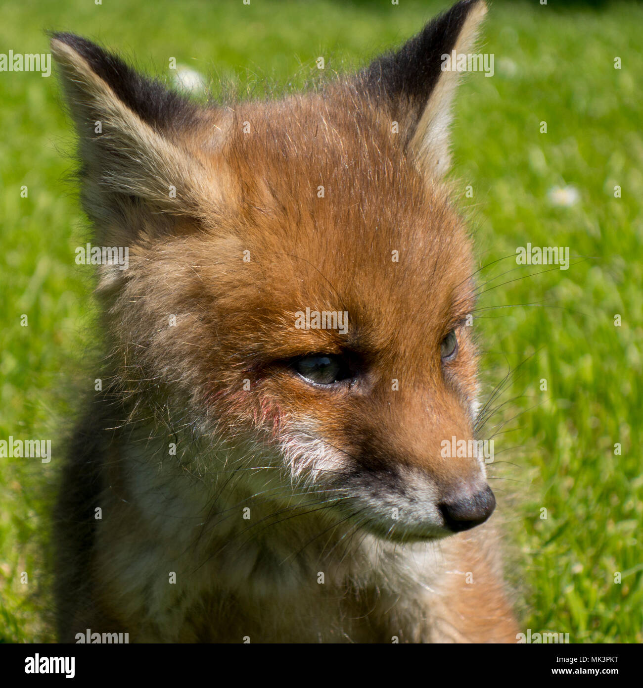 Lost or abandoned fox cub, Kent Stock Photo - Alamy