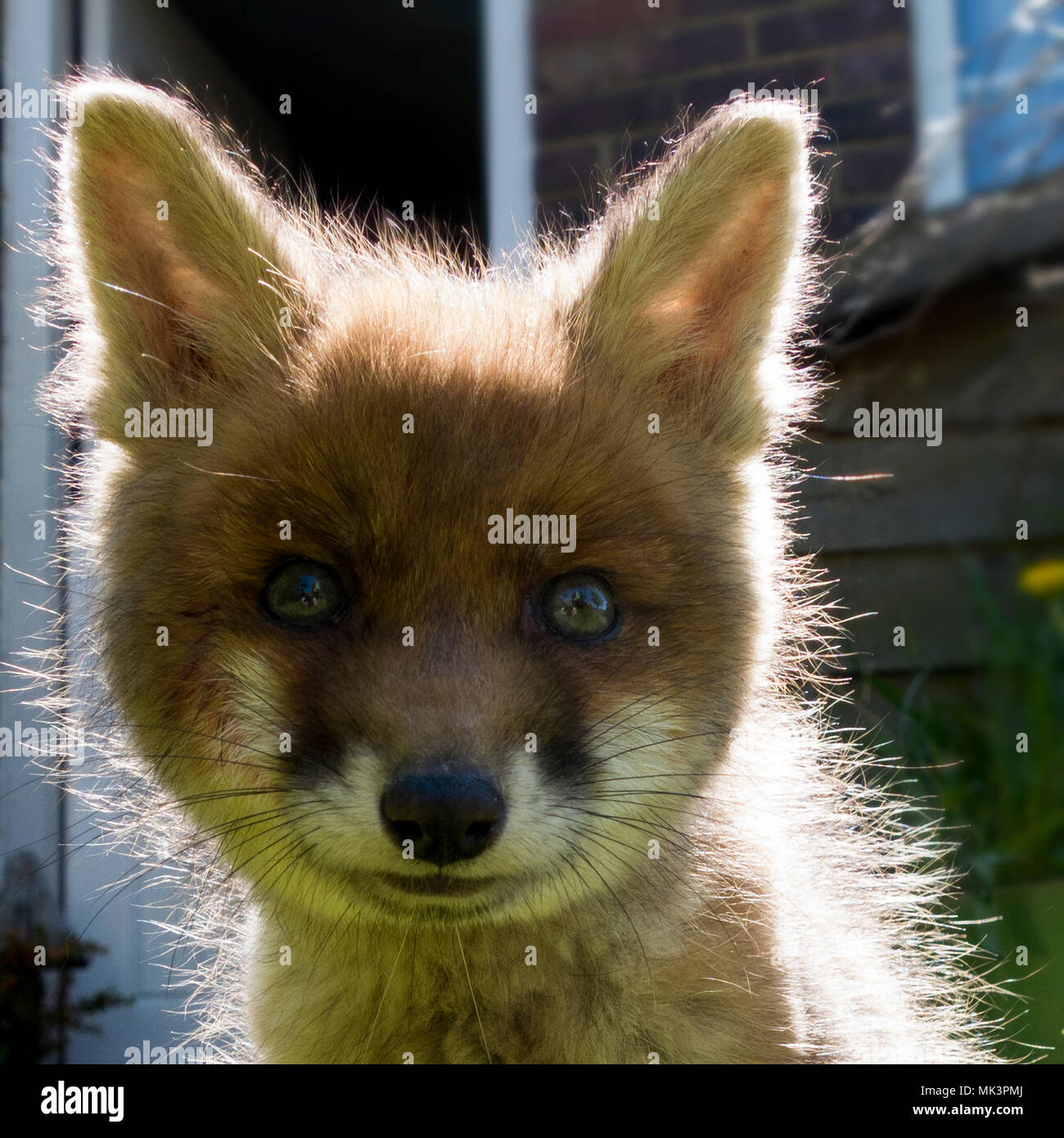 Lost cub hi-res stock photography and images - Alamy