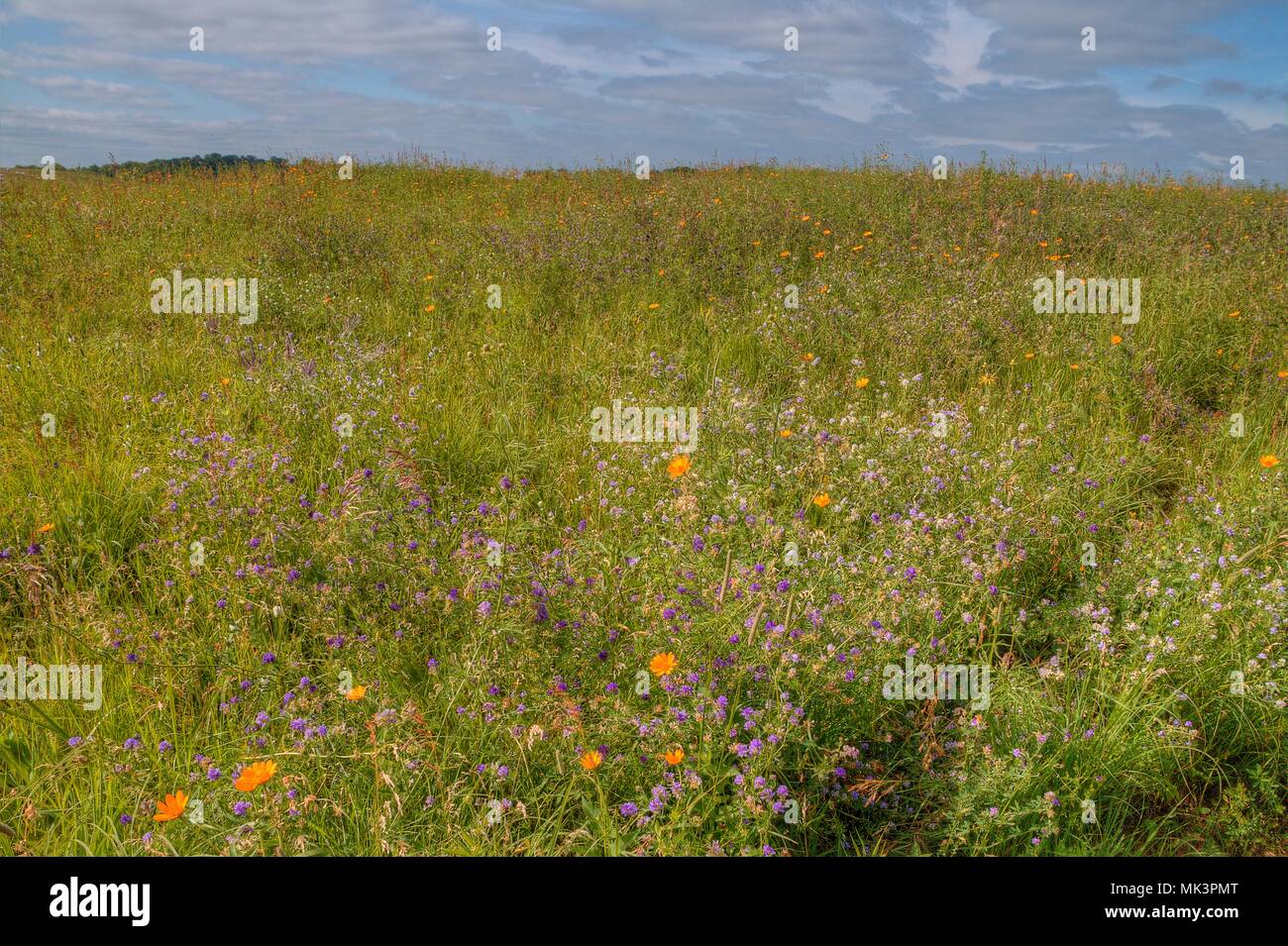 Lake Shetek is a State park in Southern Minnesota. Taken during Summer ...