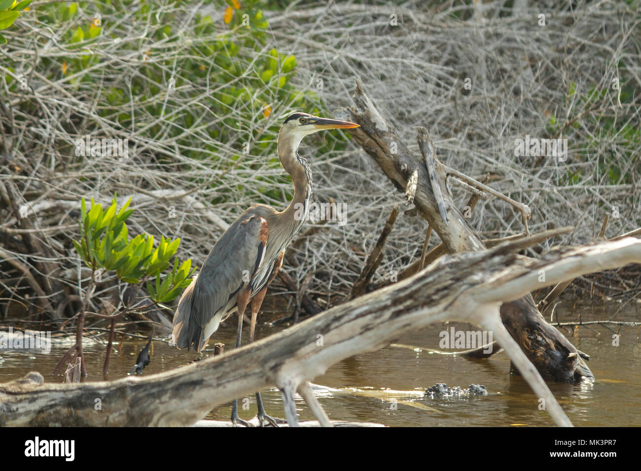 Great Blue Heron shows its elegant long legs. This wading bird lives in ...
