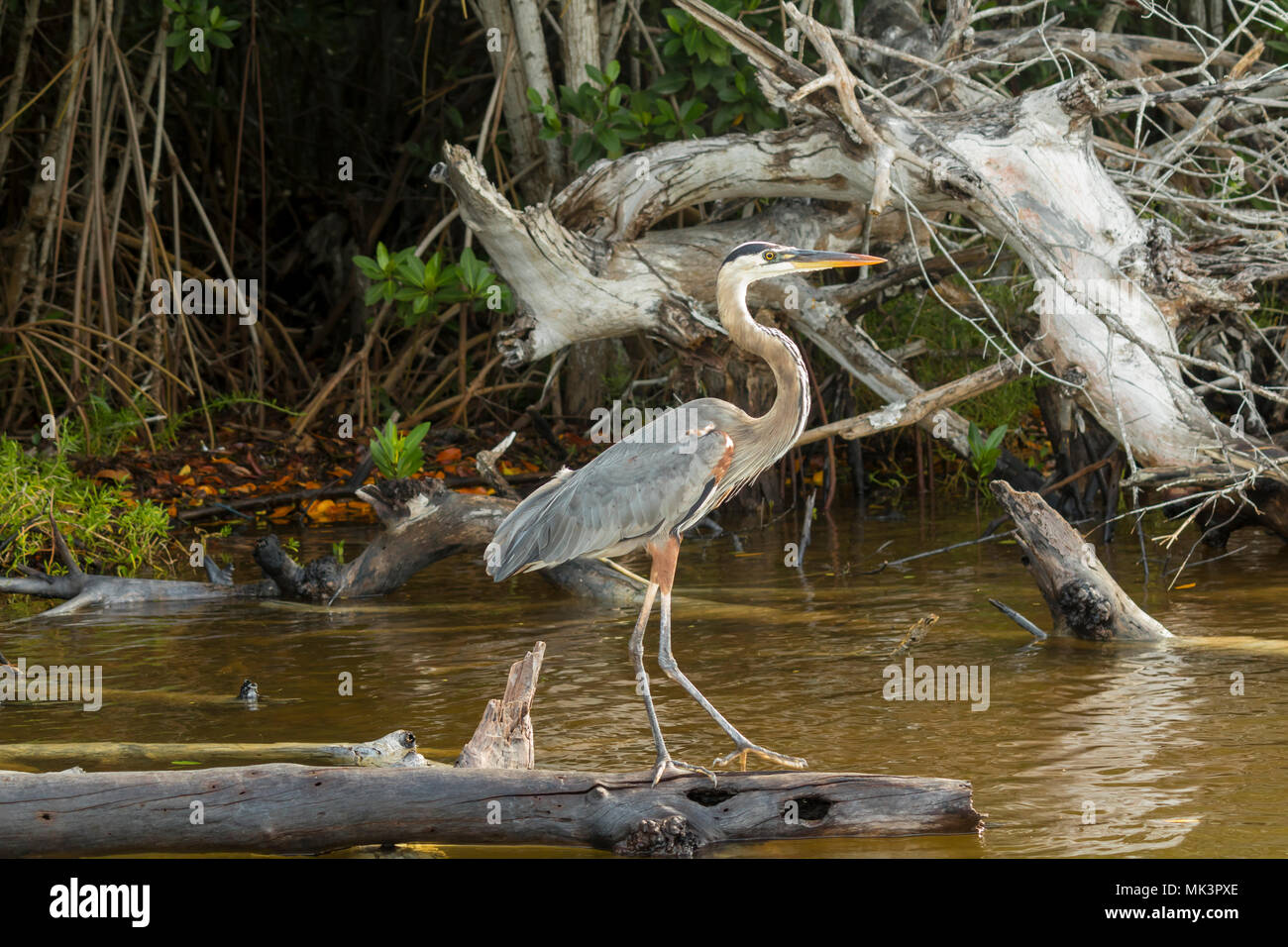 Great Blue Heron shows its elegant long legs. This wading bird lives in ...