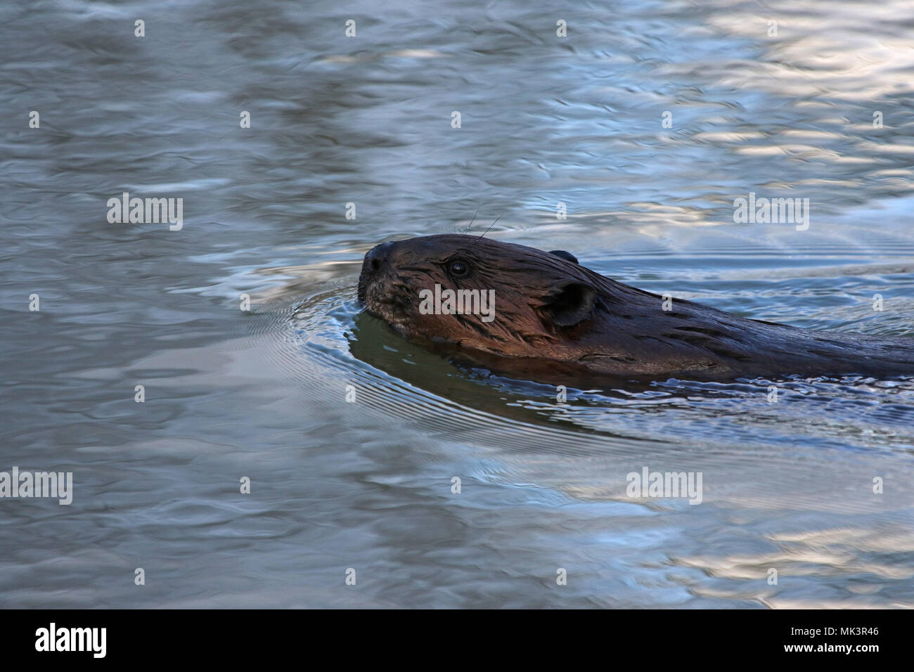 Beaver tail canada hi-res stock photography and images - Alamy