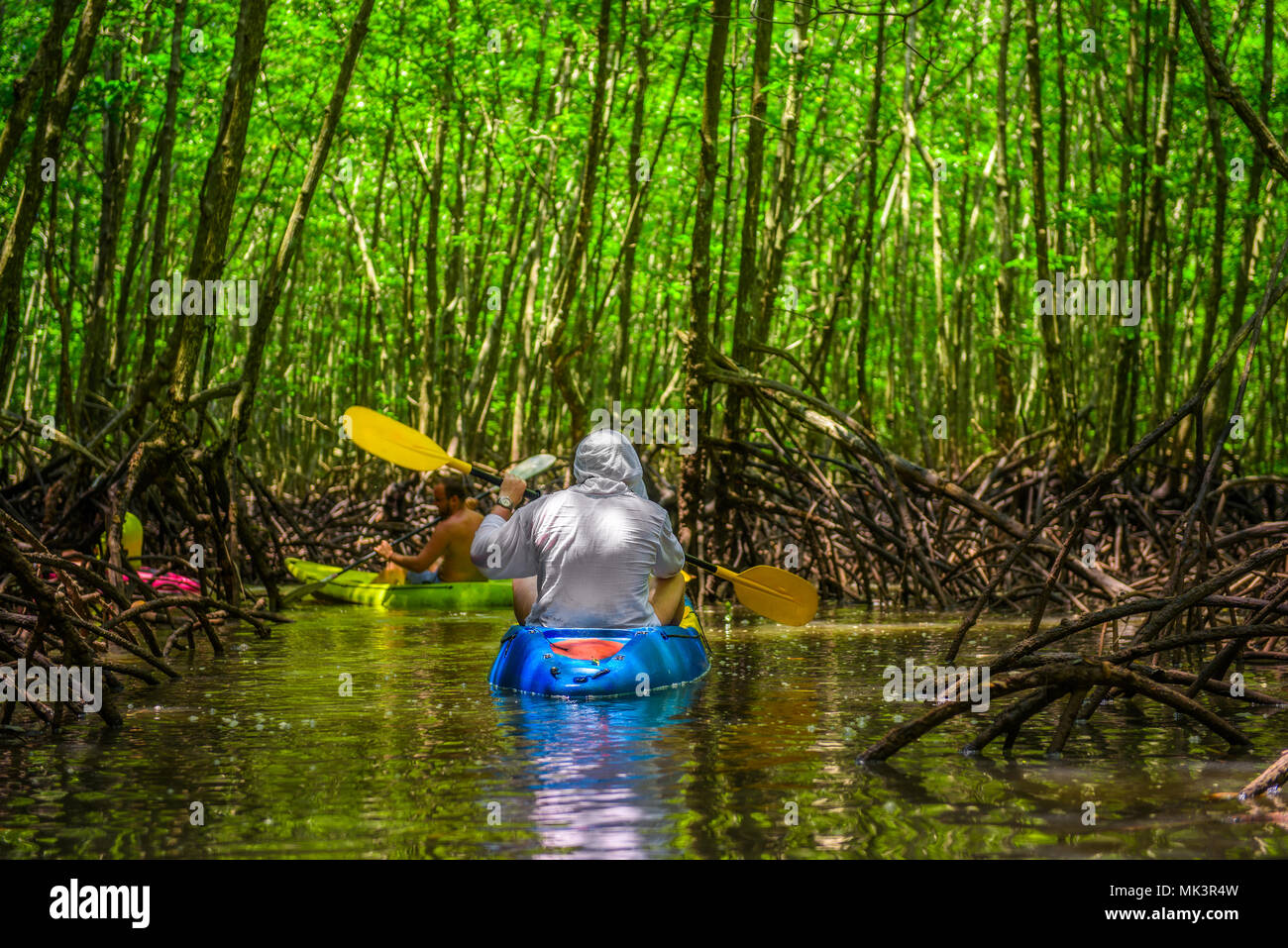 Group of tourists kayaking in the mangrove jungle Stock Photo - Alamy