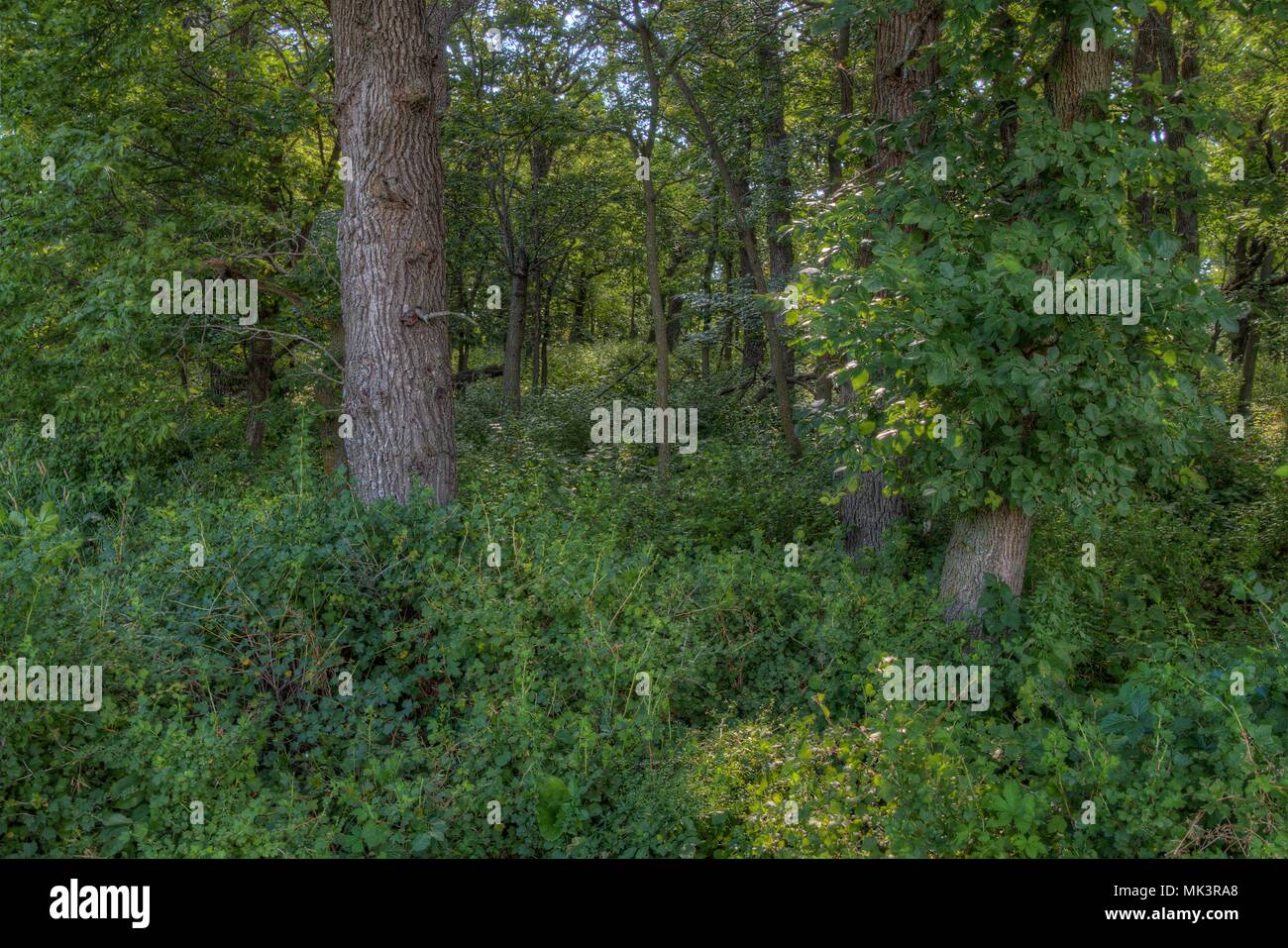 Lake Shetek is a State park in Southern Minnesota. Taken during Summer ...