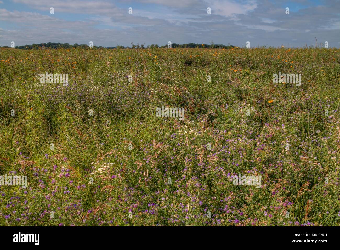 Lake Shetek is a State park in Southern Minnesota. Taken during Summer ...