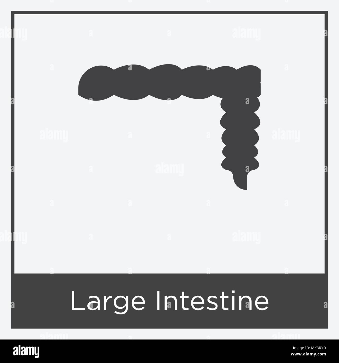 Large Intestine icon isolated on white background with gray frame, sign ...